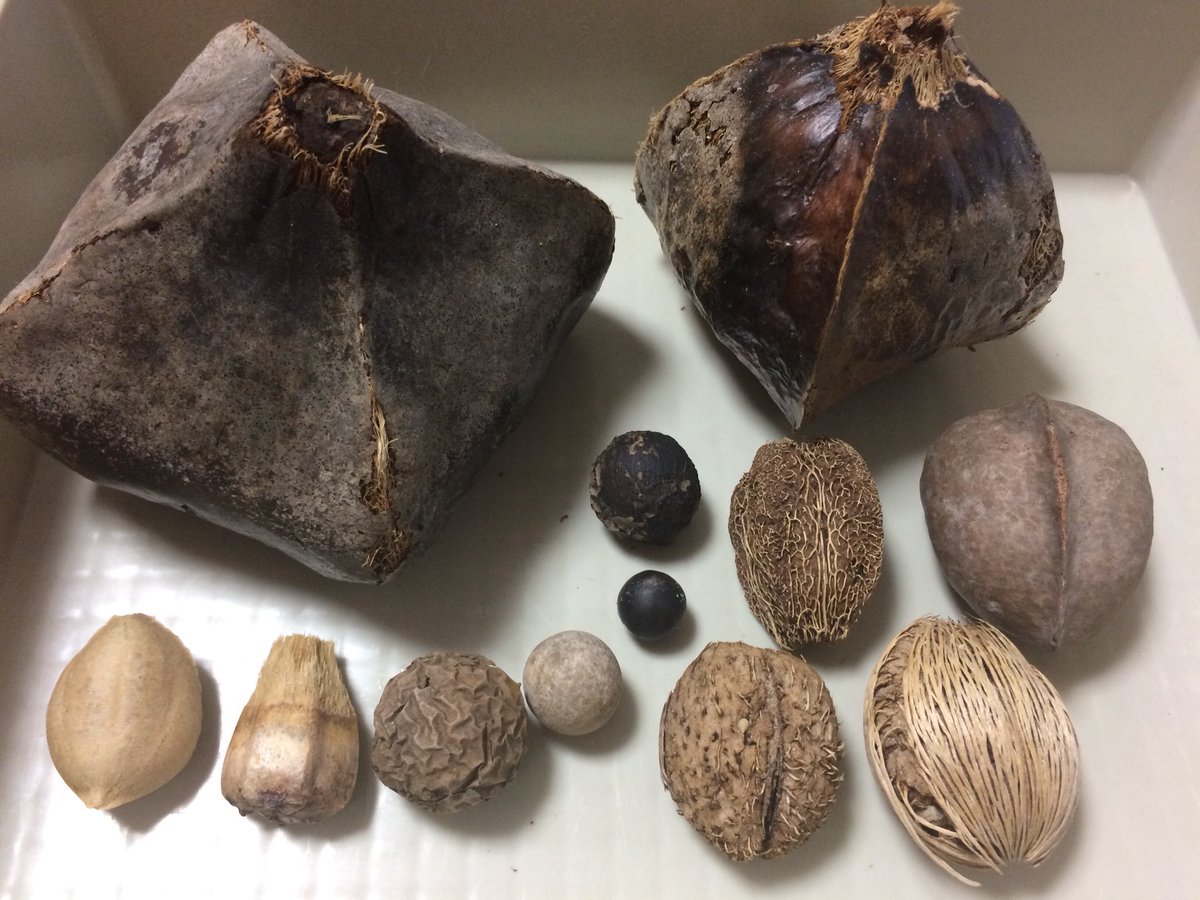 さいとう貝(@shellworks) - Twilog (ツイログ)