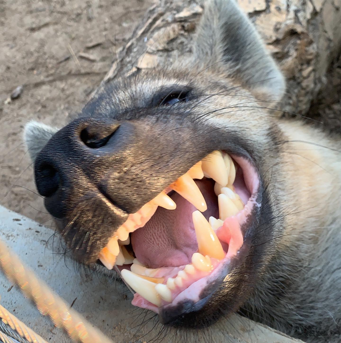 Hyena Teeth