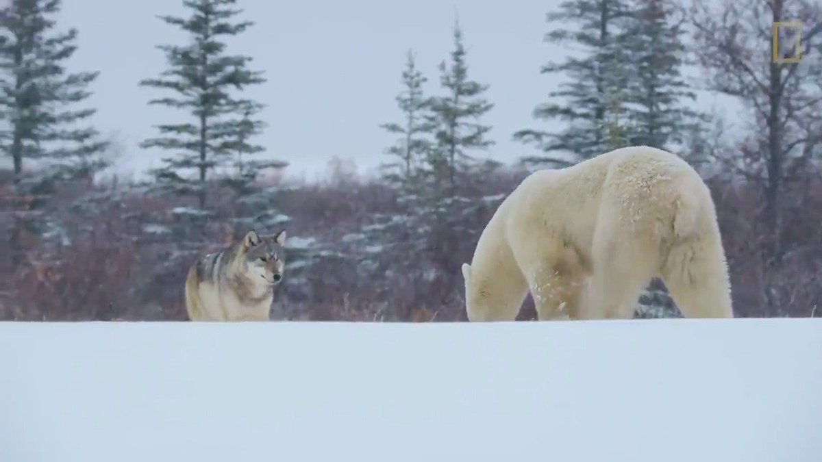 Arctic: Polar bears are the apex predators of the Arctic