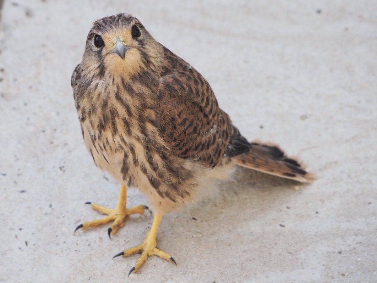 Baby Kestrel Falcon