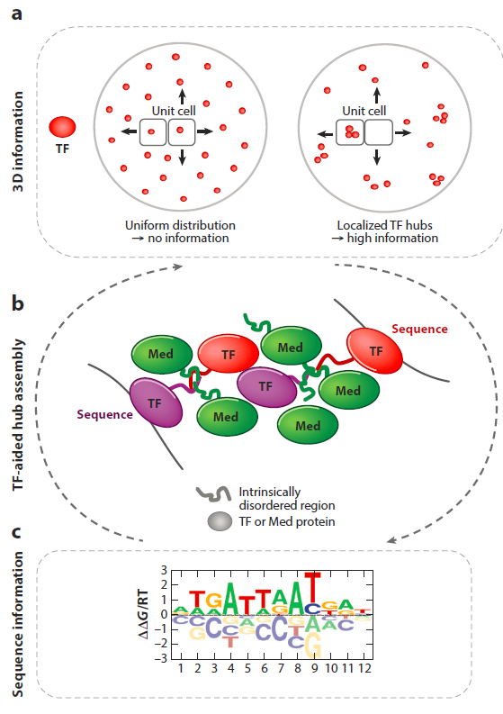Welcome to Gene Regulation Lab | Gene Regulation - Teif Lab