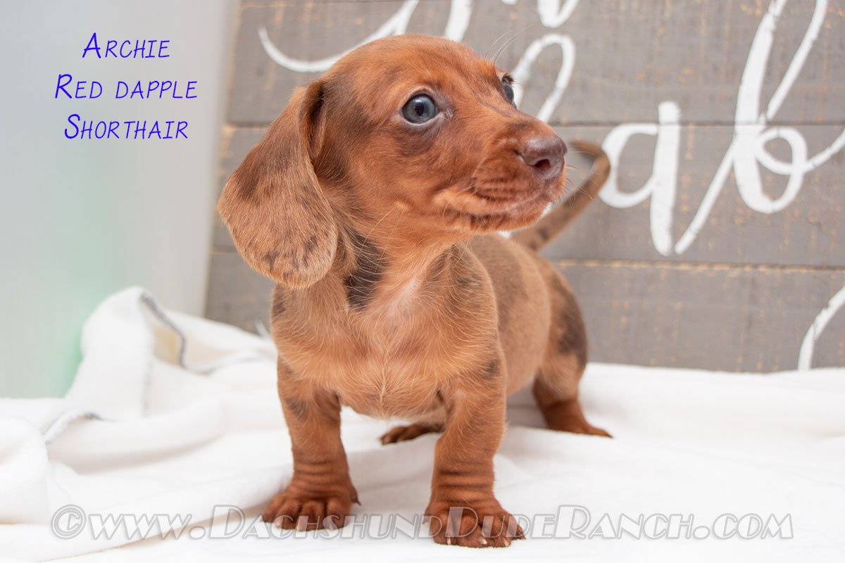 Red Dapple Dachshund