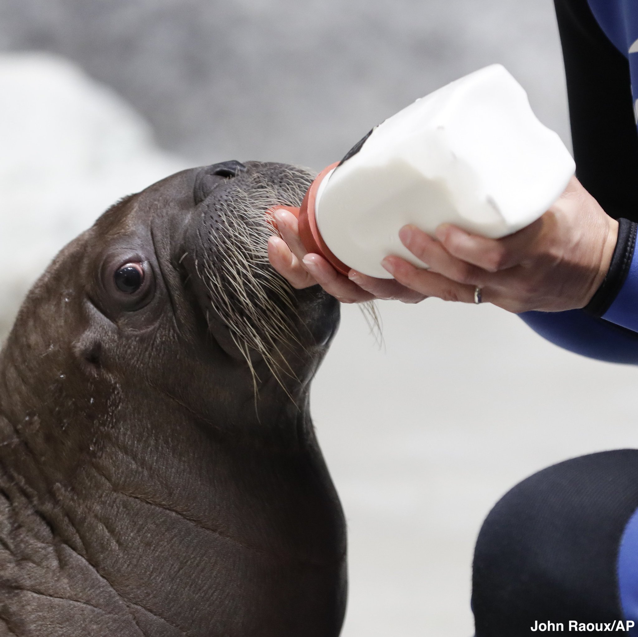 Newborn Walrus