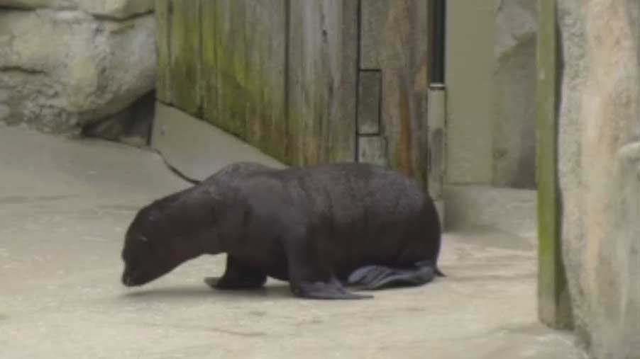 Illinois : Errol J. Kirsch's bunker home, Illinois. As with most ...