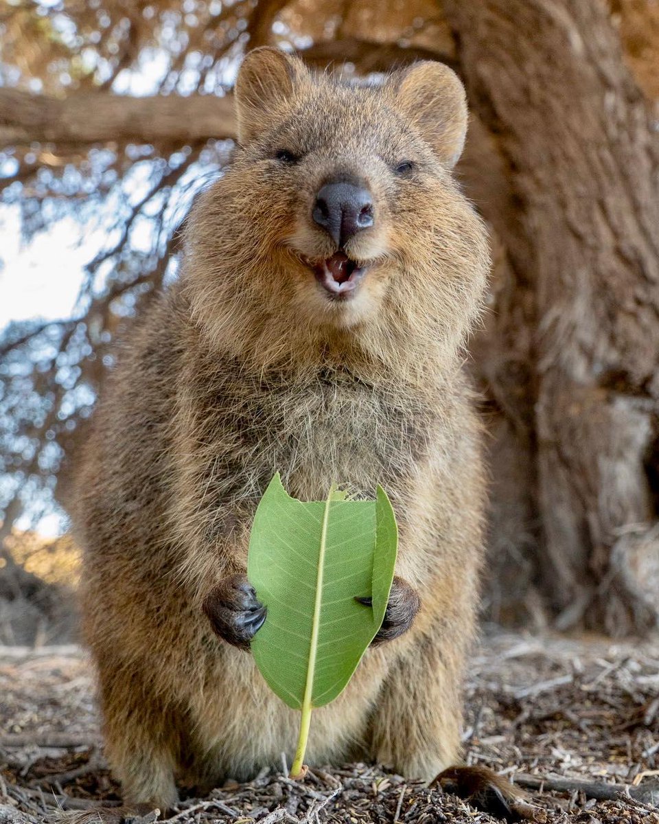 Quokka Eating
