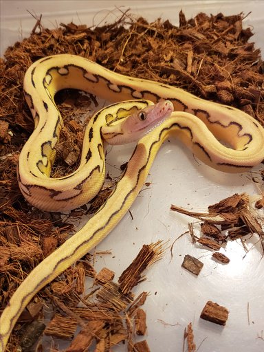 Tiger Reticulated Python