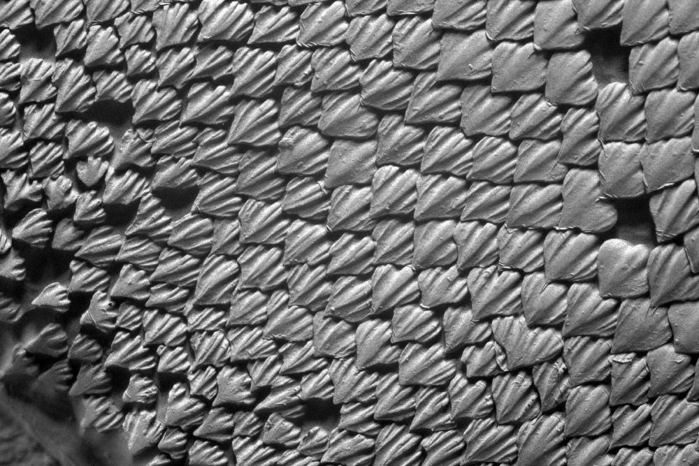 Dolphin Skin Microscope