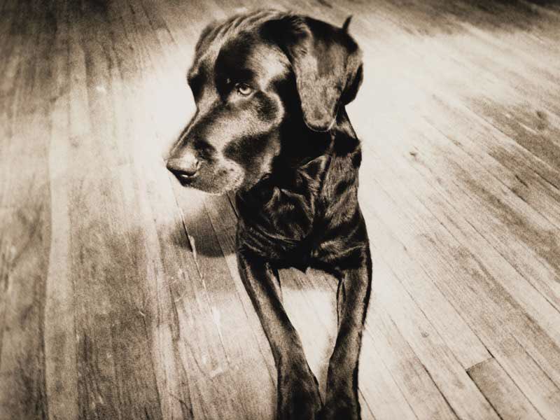 Doge Windows 7 Background