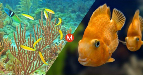 ¿cuál Sexo Biológico Este Es El Proceso Por El Cual Los Peces Cambian