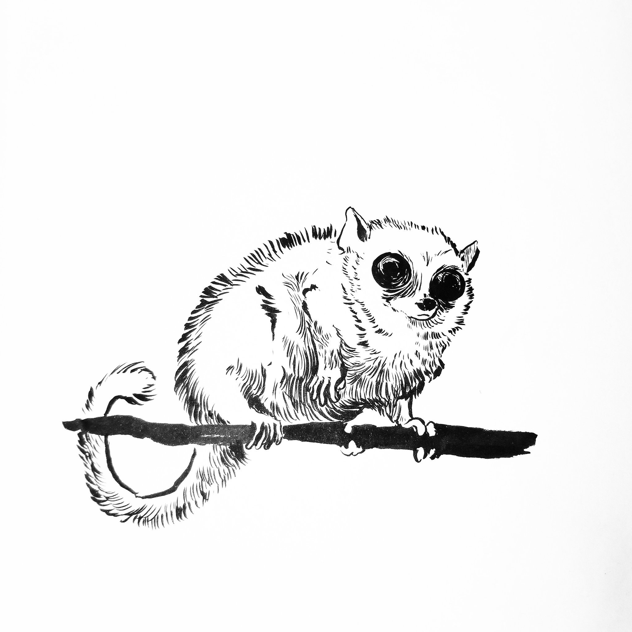 Mouse Lemur Drawing Lemur Draw A Long | Pippapixley