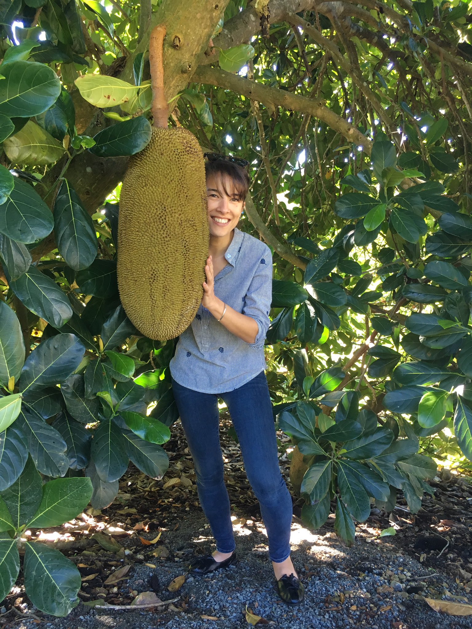 Giant Jackfruit Tree