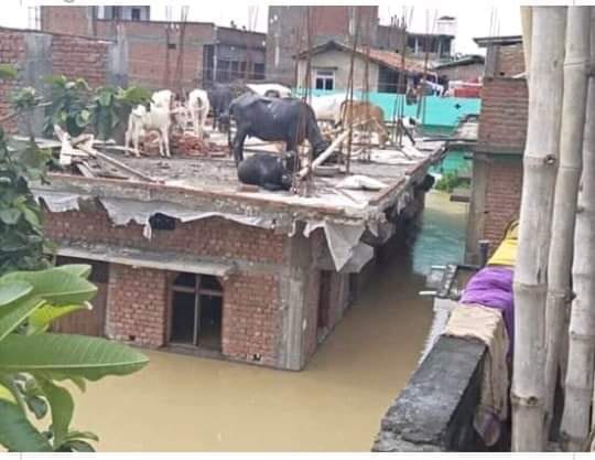 Tutu Royal Paawan Don Ak 47 (@TutuPaawan) | Twitter