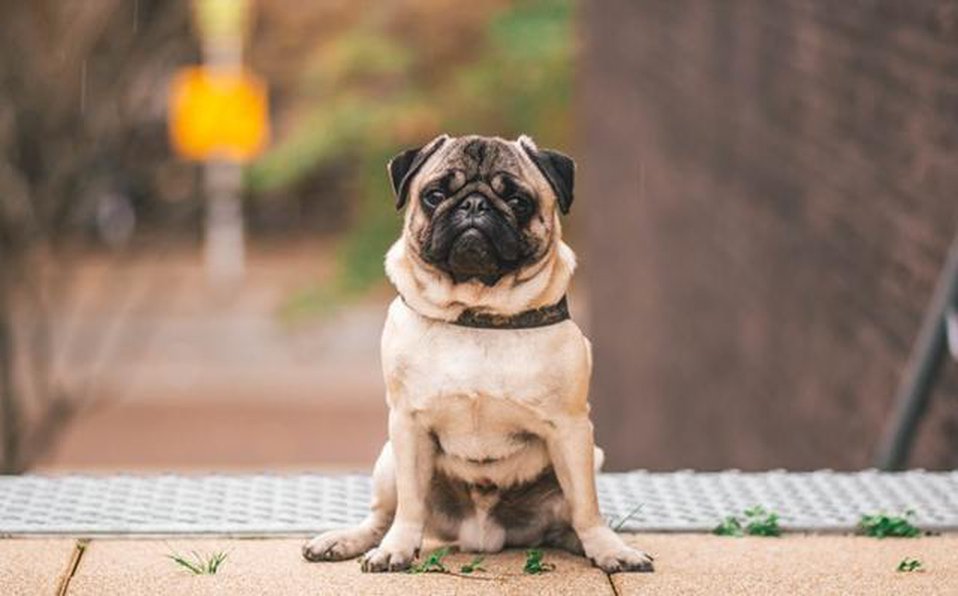 Rescatan a 'pug' que sufrió maltrato por parte de sus dueños; lo ...