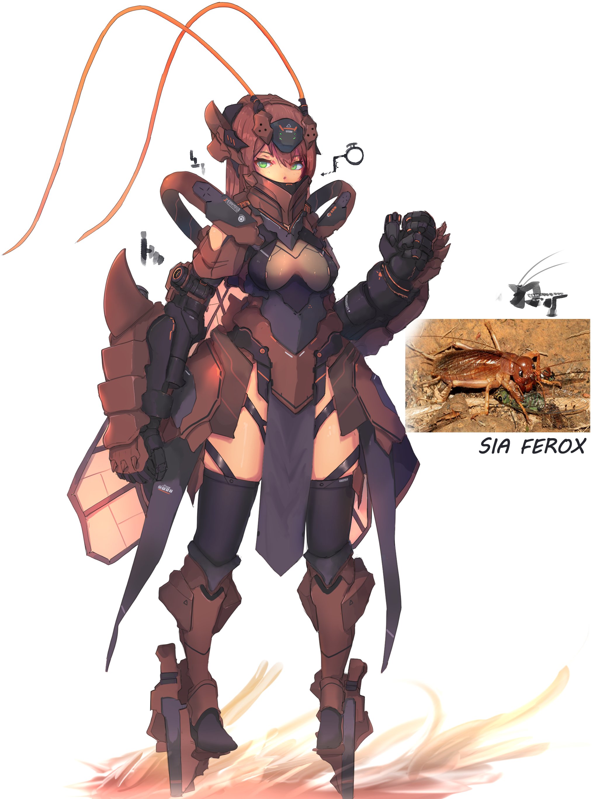 Insect Armor