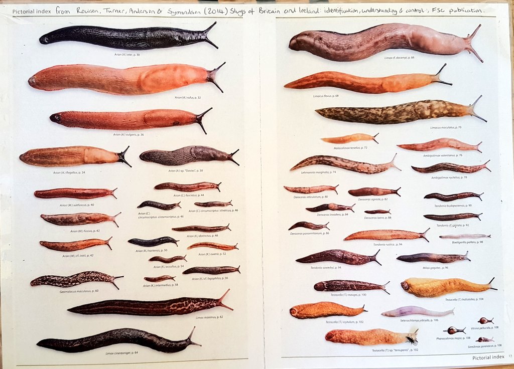 Slug Wikipedia, 47% OFF | iscclimatecollaborative.org