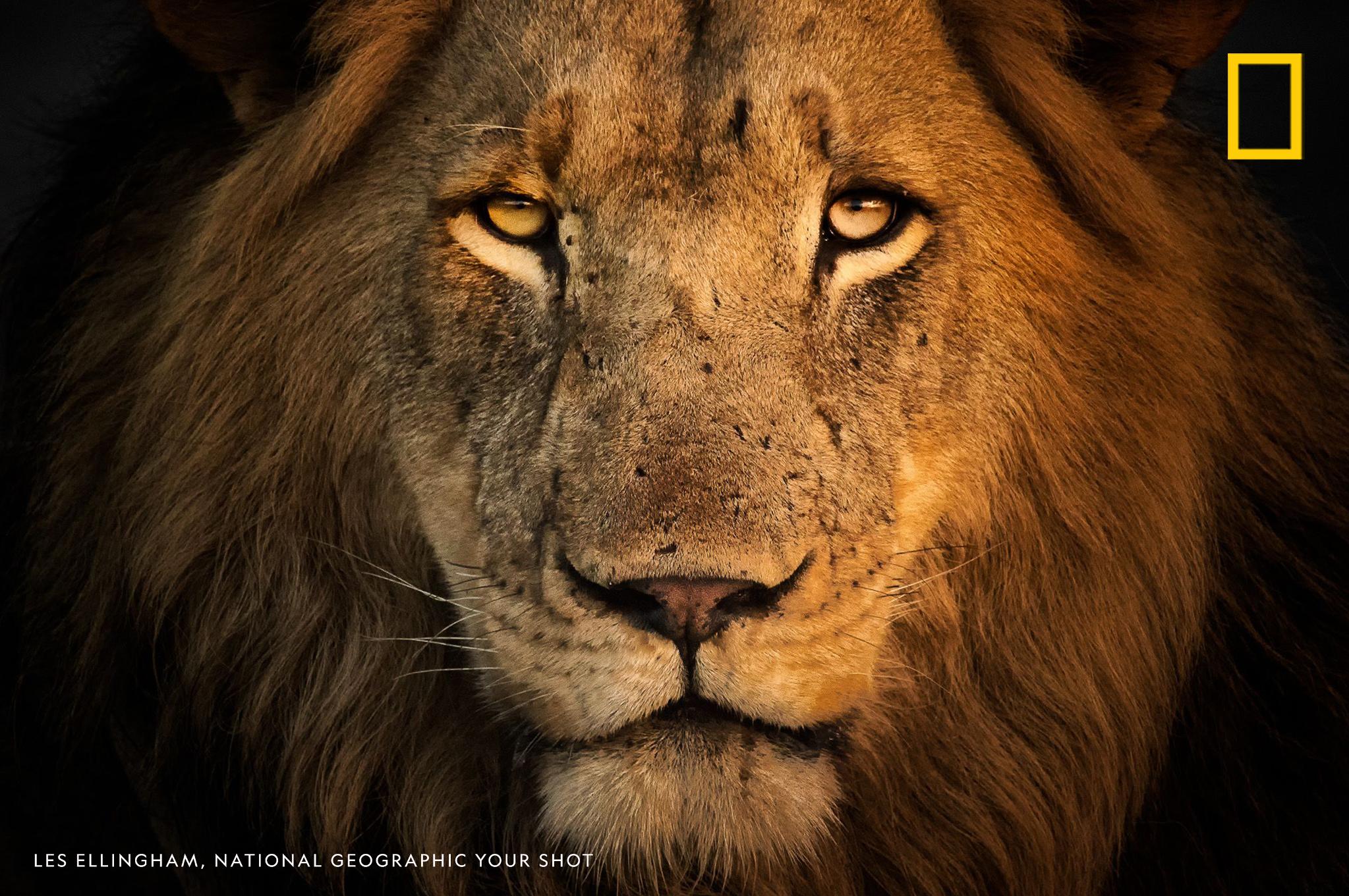 National Geographic Lions