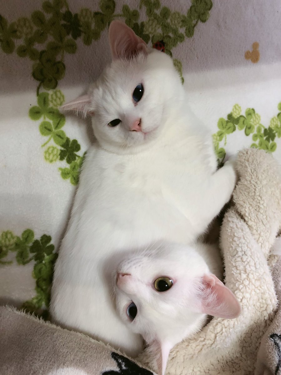 「みんな、もふもふな優しい夢がみられますように」 #TLに猫を流す で放流された猫さんまとめ (9ページ目) - Togetter