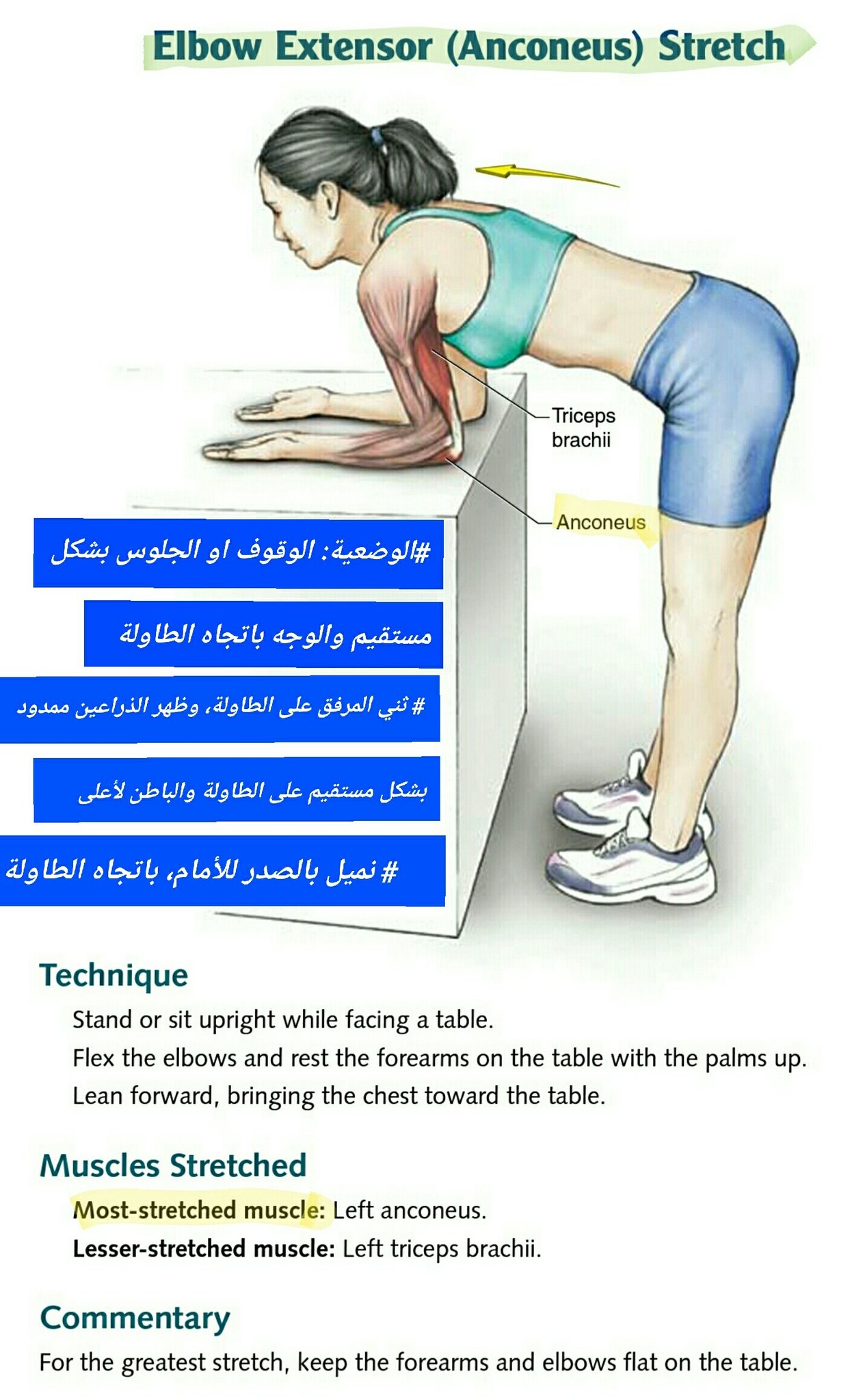 Anconeus Muscle Details Origin, Insertion And | atelier-yuwa.ciao.jp