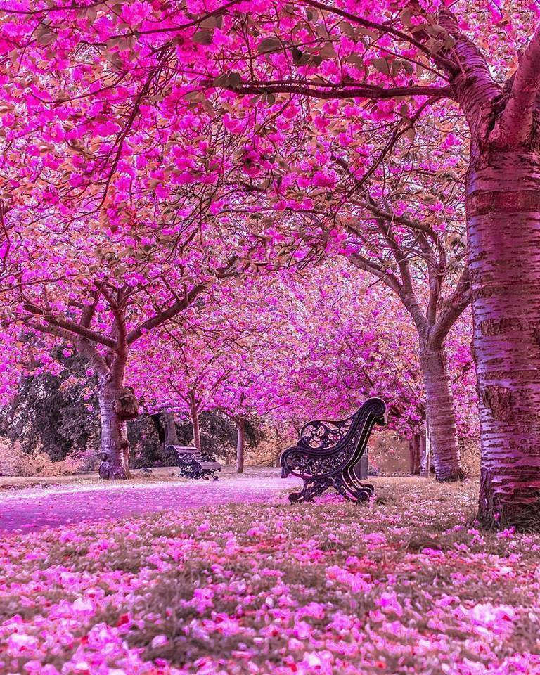 Peaceful Spring Wallpaper