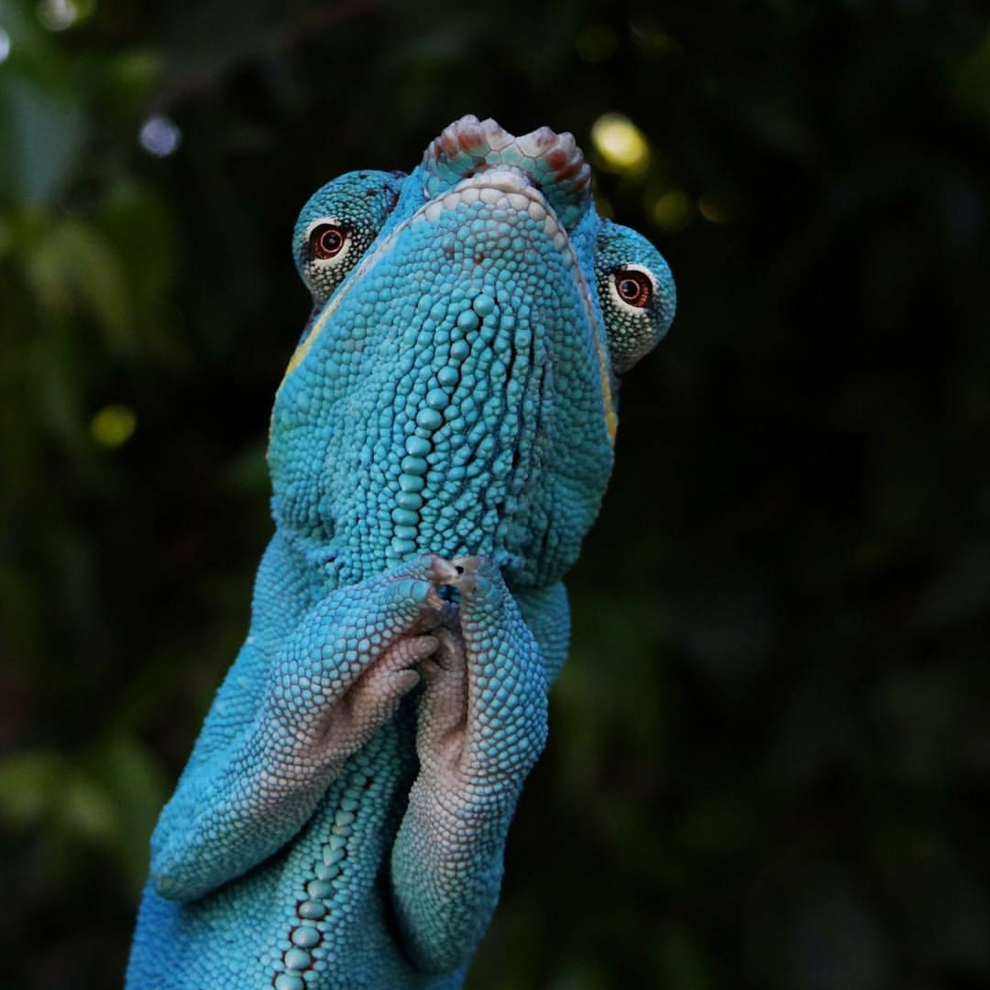 Blue Panther Chameleon
