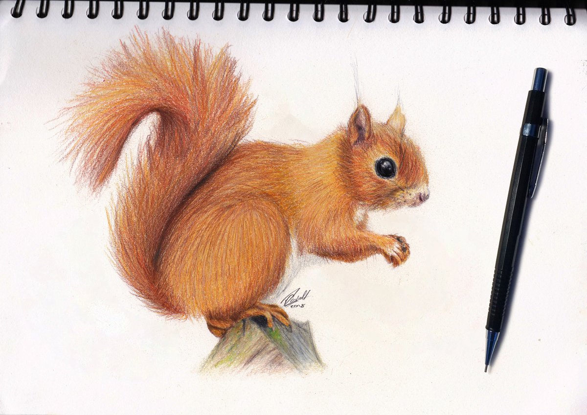 Red Squirrel Drawing