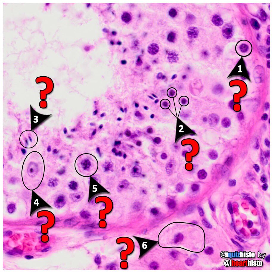 Interstitial Cells Histology