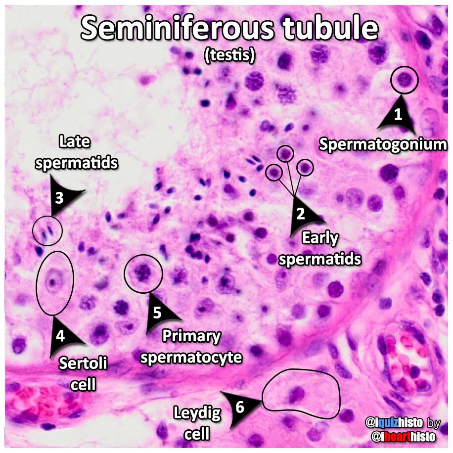Spermatid Histology