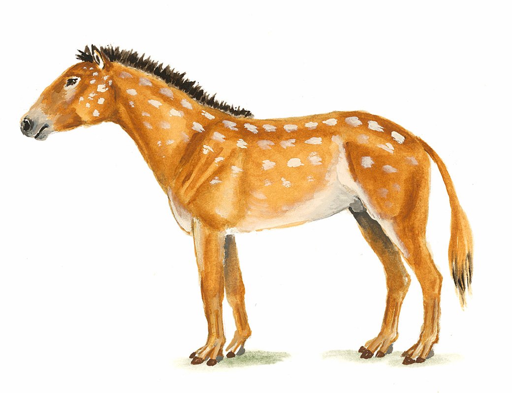 Prehistoric Horse