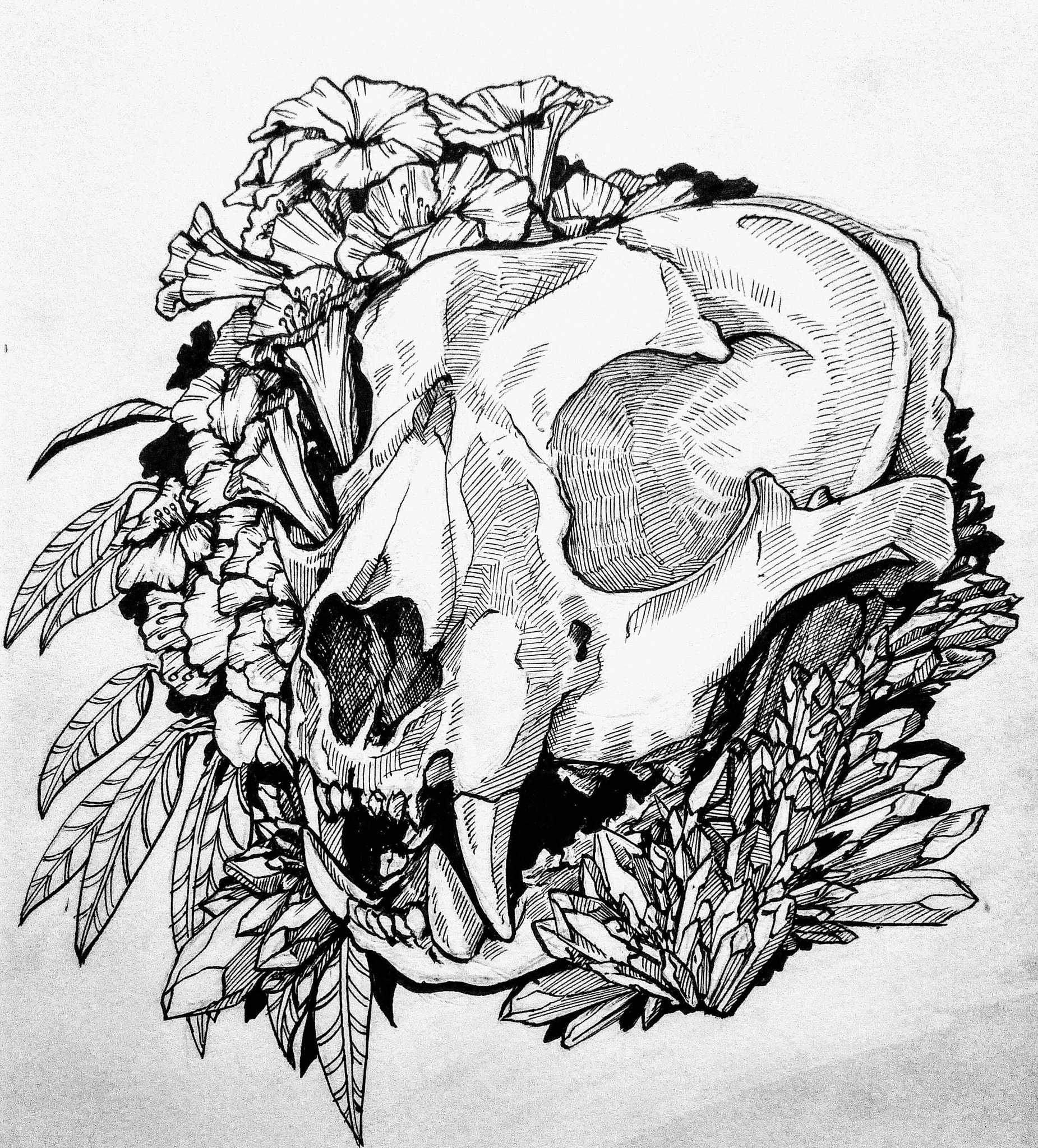 Snow Leopard Skull