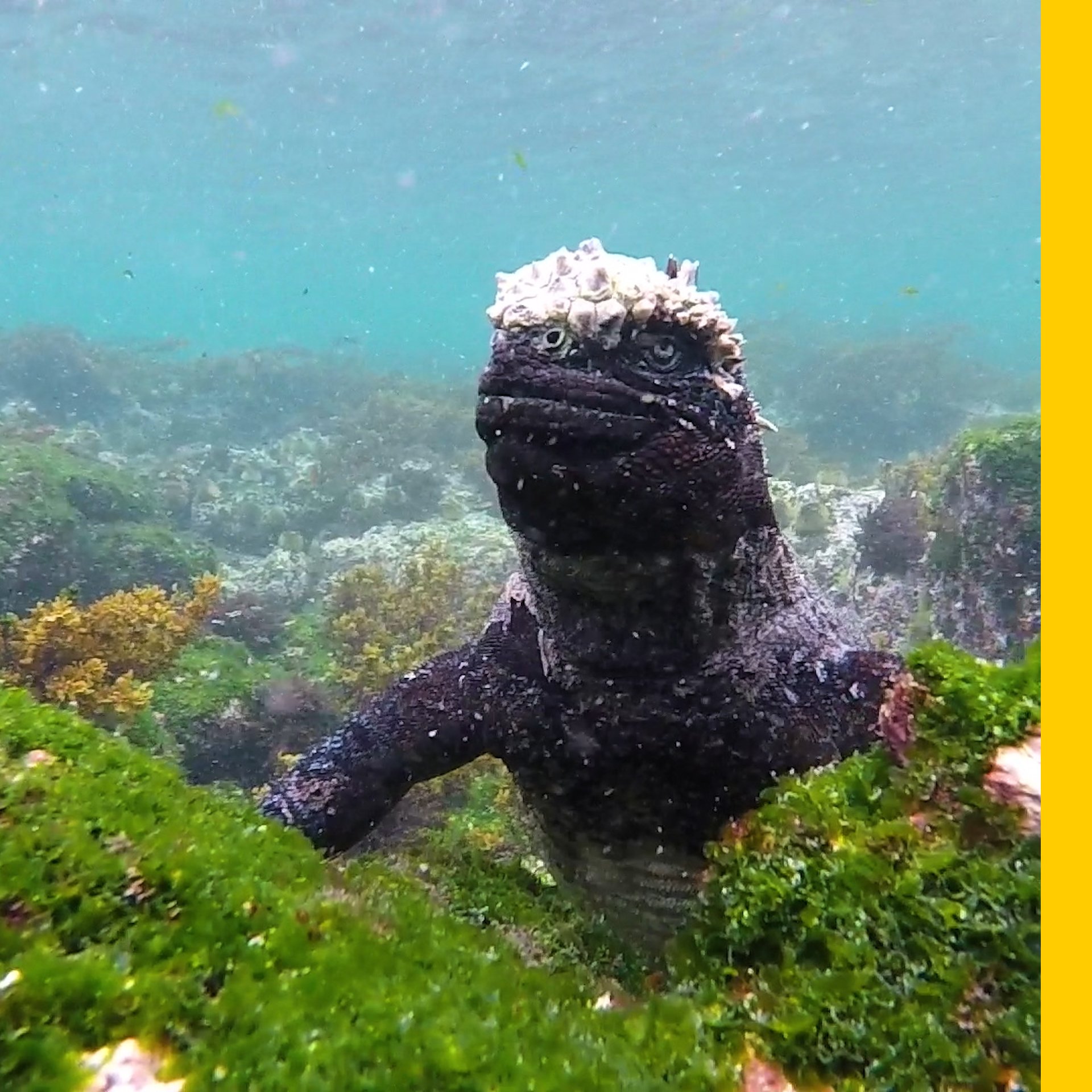 Nat Geo Adventure on Twitter: "These actively volcanic islands are home to fascinating creatures ...