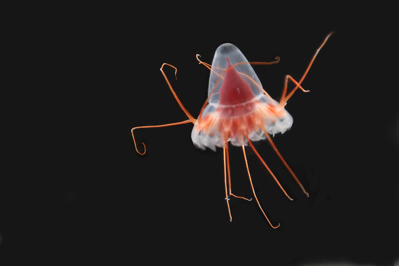 Deep Sea Jellyfish Periphylla