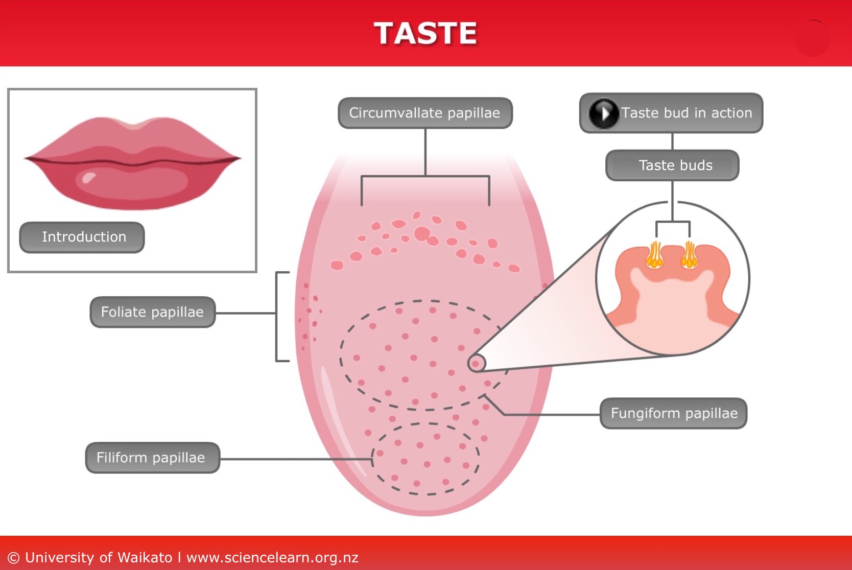 Taste Buds Diagram For Kids