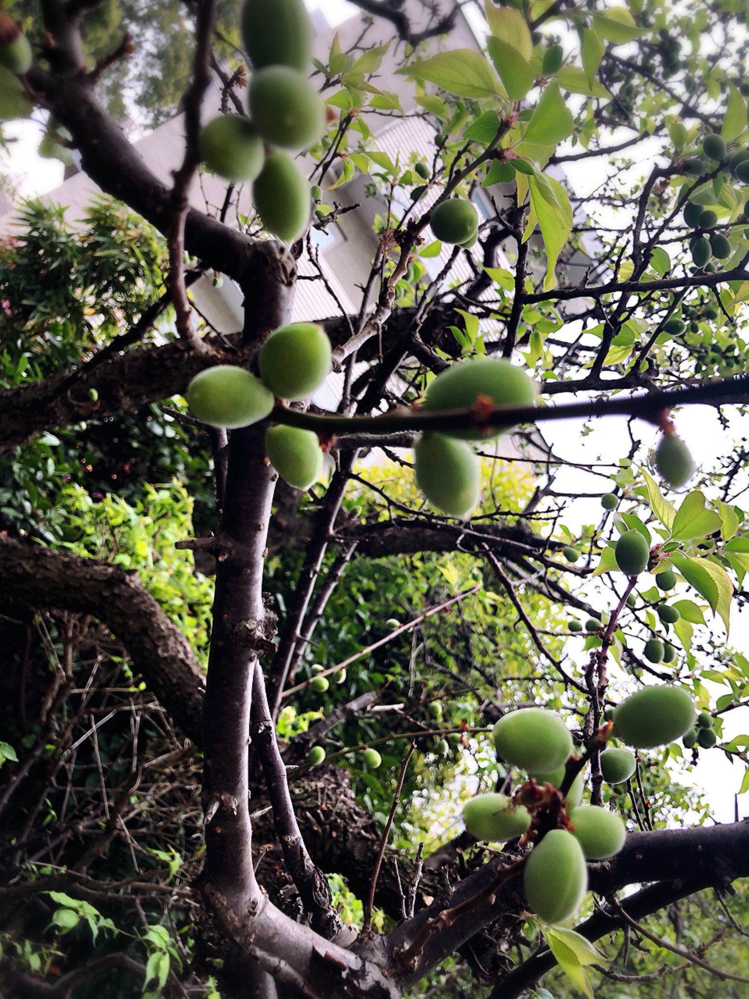 蓮舫💙💛RENHO🇯🇵 on Twitter: "今年は桜が早かったのが残念ですが、梅の実が育っているのを発見して、ほっこり。 https://t.co/swzvROI4WE" / Twitter
