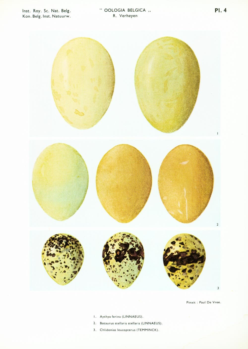 Identifying Bird Eggs Chart