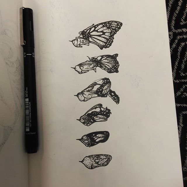 Butterfly Metamorphosis Drawings