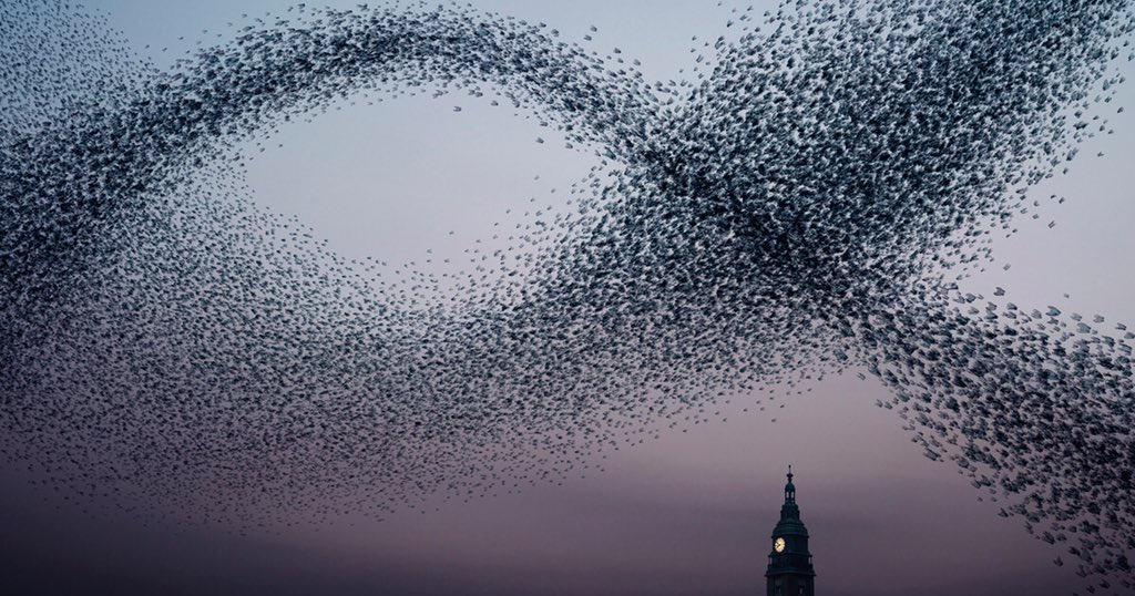 Strange Animals on Twitter: "Starlings group together in the thousands ...