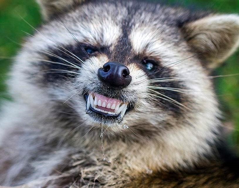 Drooling Raccoon Authorities Warn Of Rabid Raccoons In Thompson Area