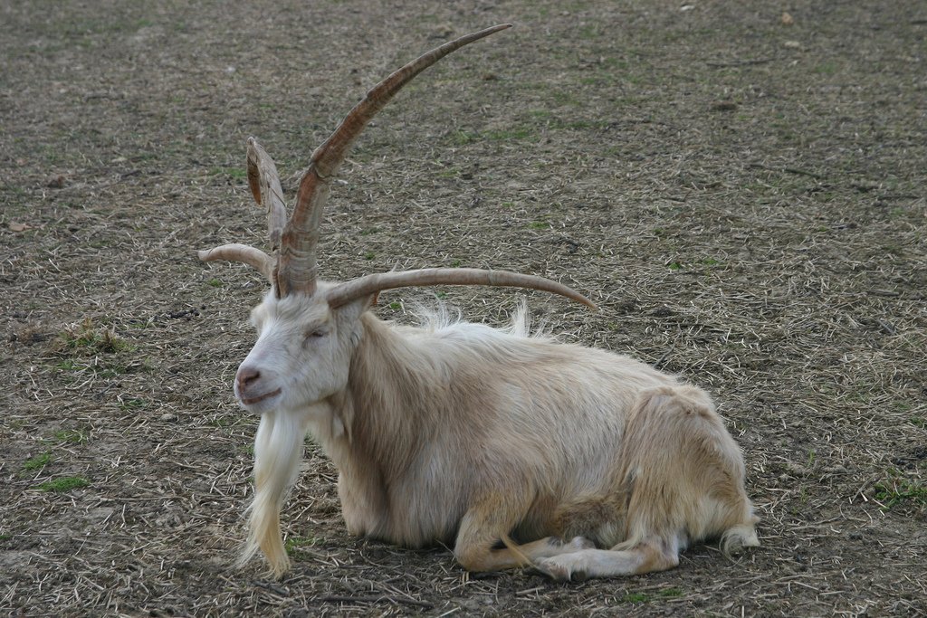 Four Horned Goat
