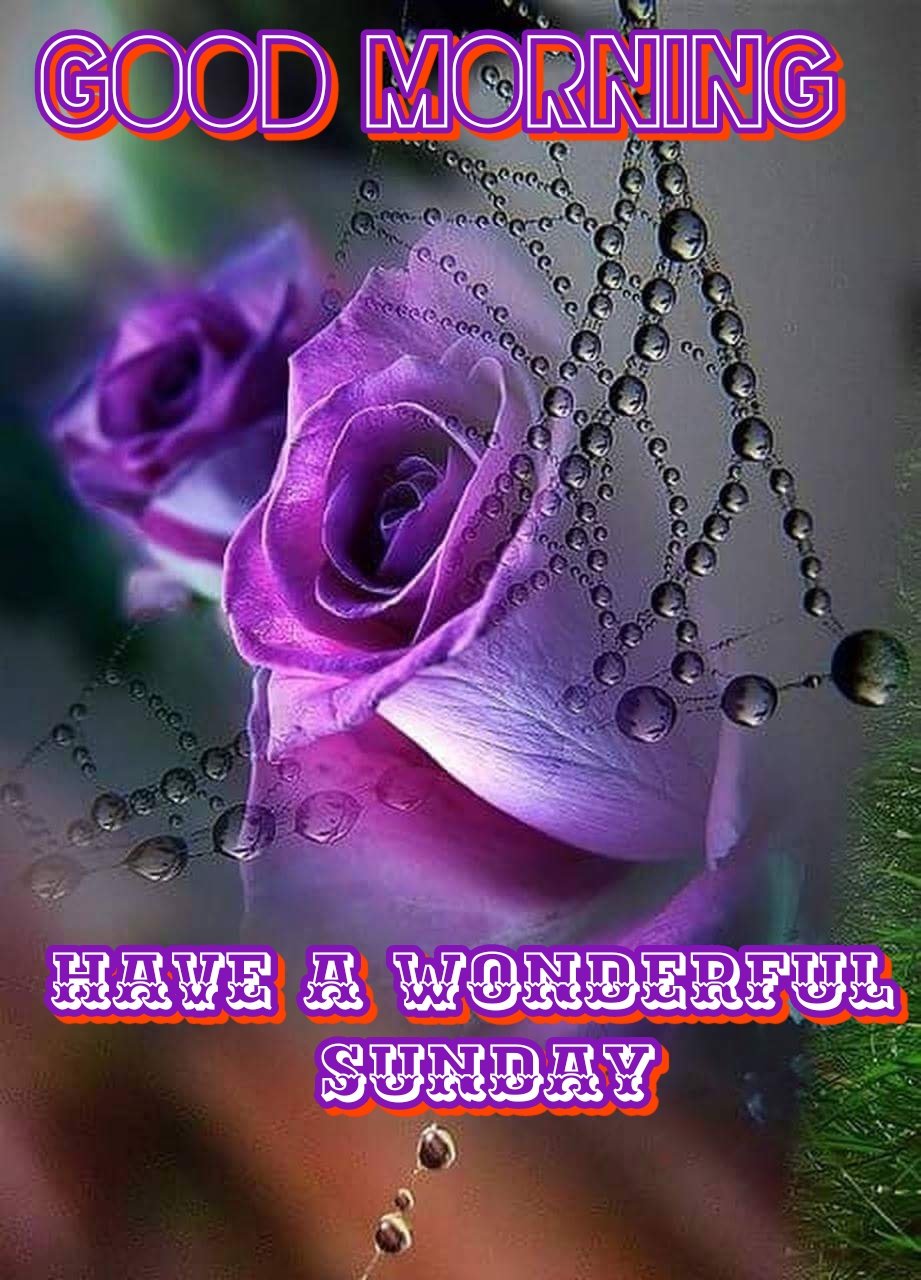 Good Morning Friends Have A Wonderful Sunday