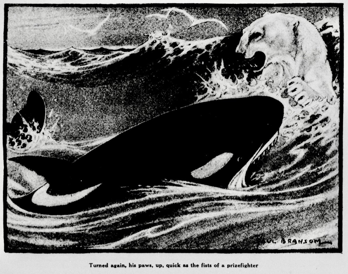 Killer Whale Vs Polar Bear