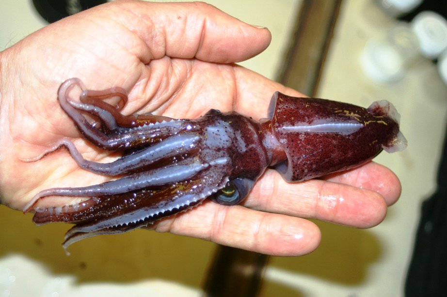 Jewel Squid