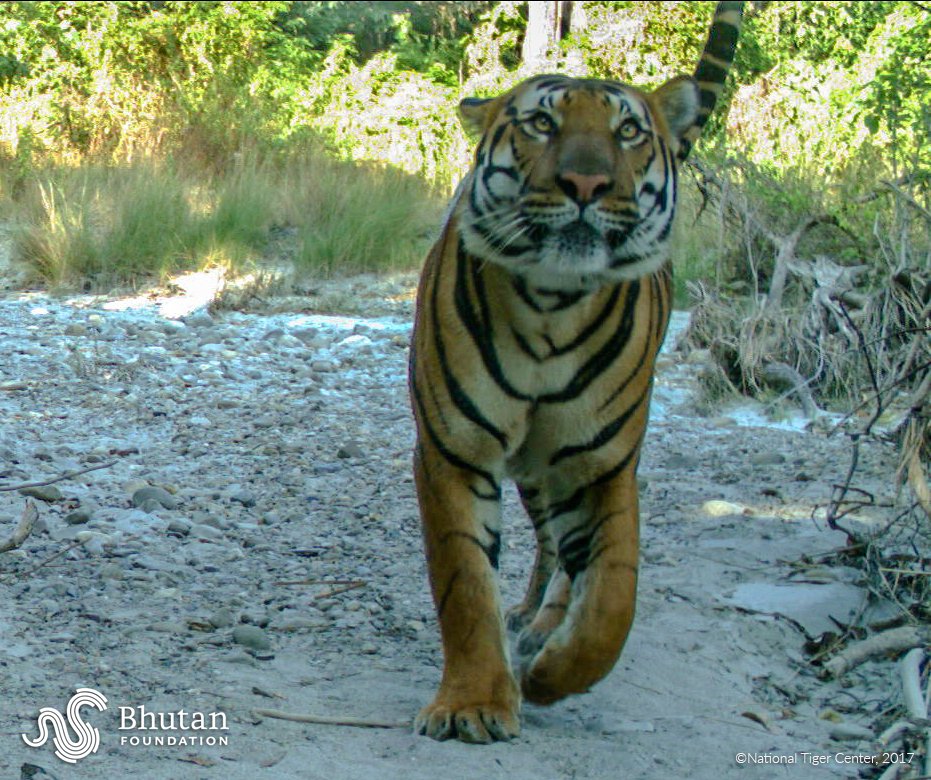 Tigers of the High Himalayas