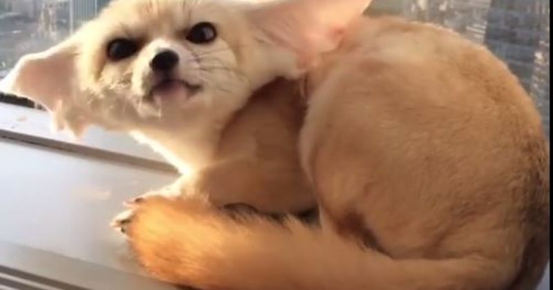 Angry Fennec Fox