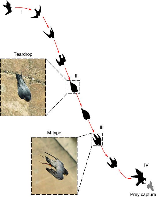 Peregrine Falcon Body Structure