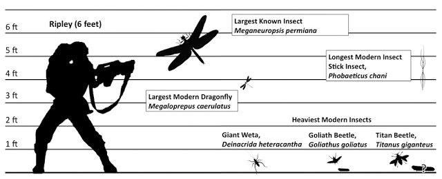 Carboniferous Period Insects