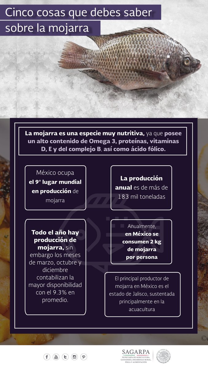 La mojarra es el nombre común de un grupo de peces de origen africano ...