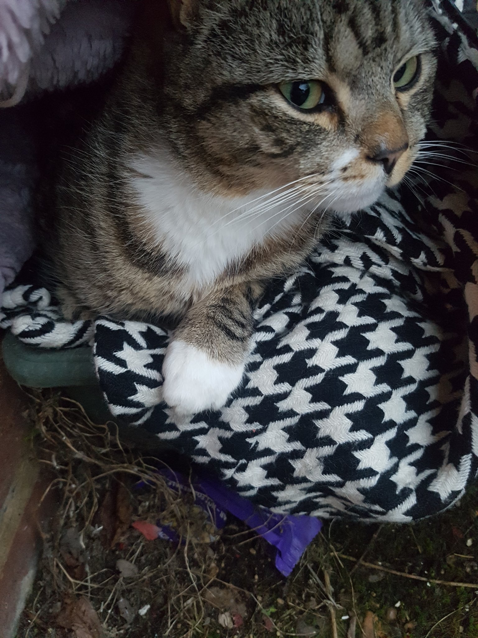 TW Pornstars - 2 pic. Catherine Duck BSc MBPsS. Twitter. This cat ...