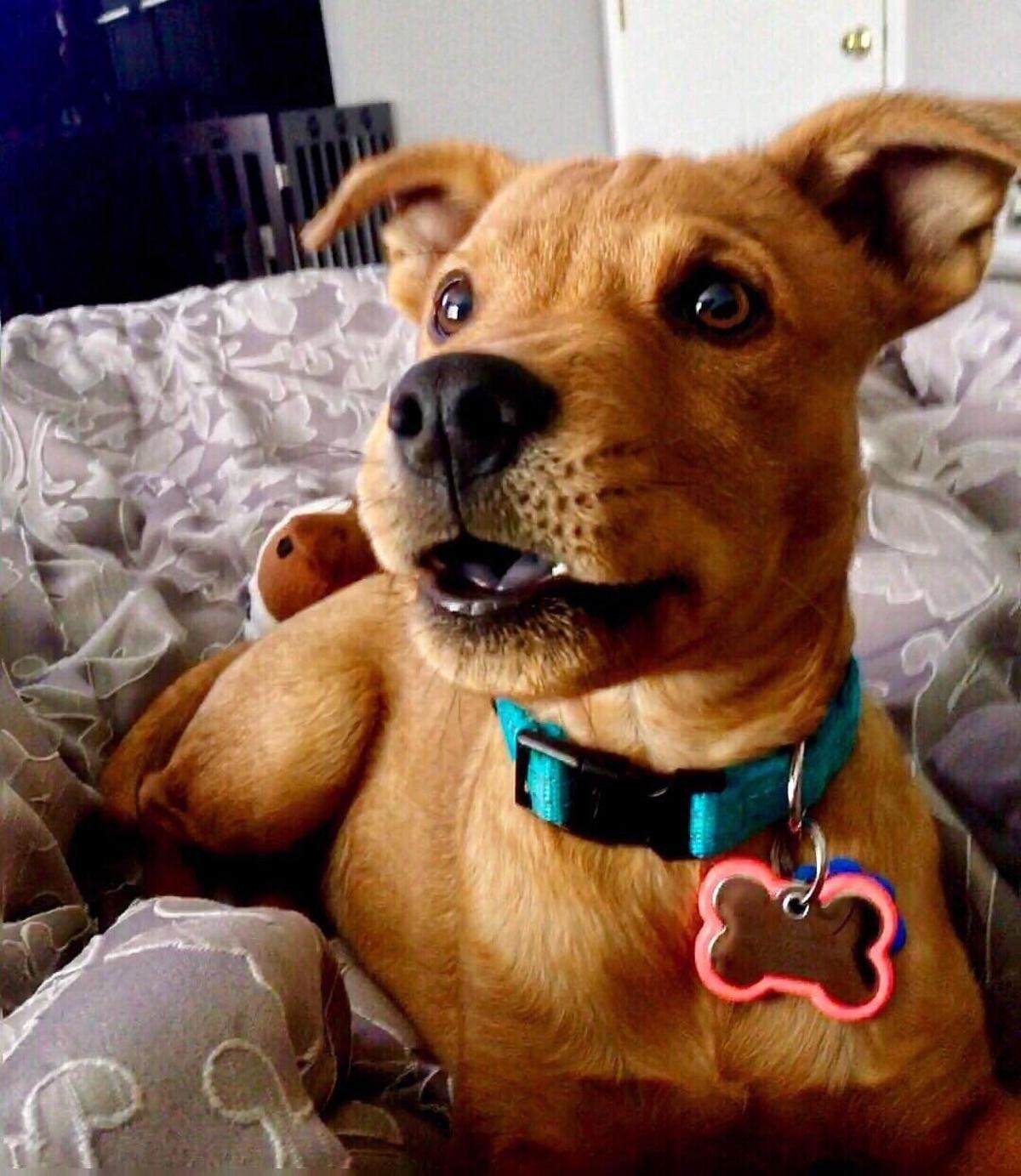 Imgur X Baby Scooby doo. https t DlqBHdaMWP https t LiVVxkeZCp X