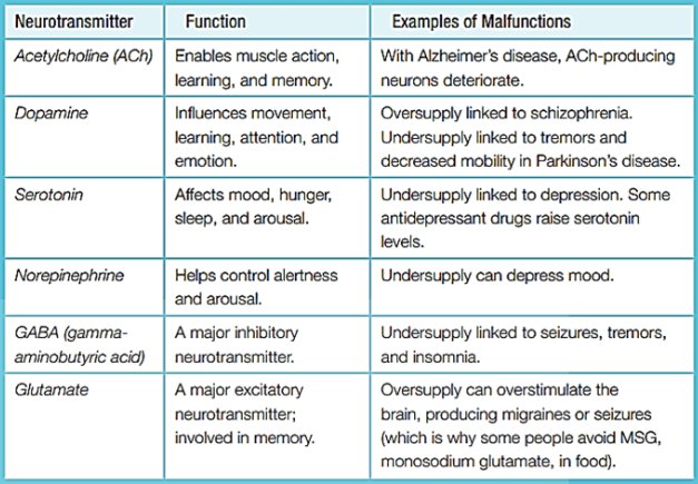 Neurotransmitters And Their Functions Chart