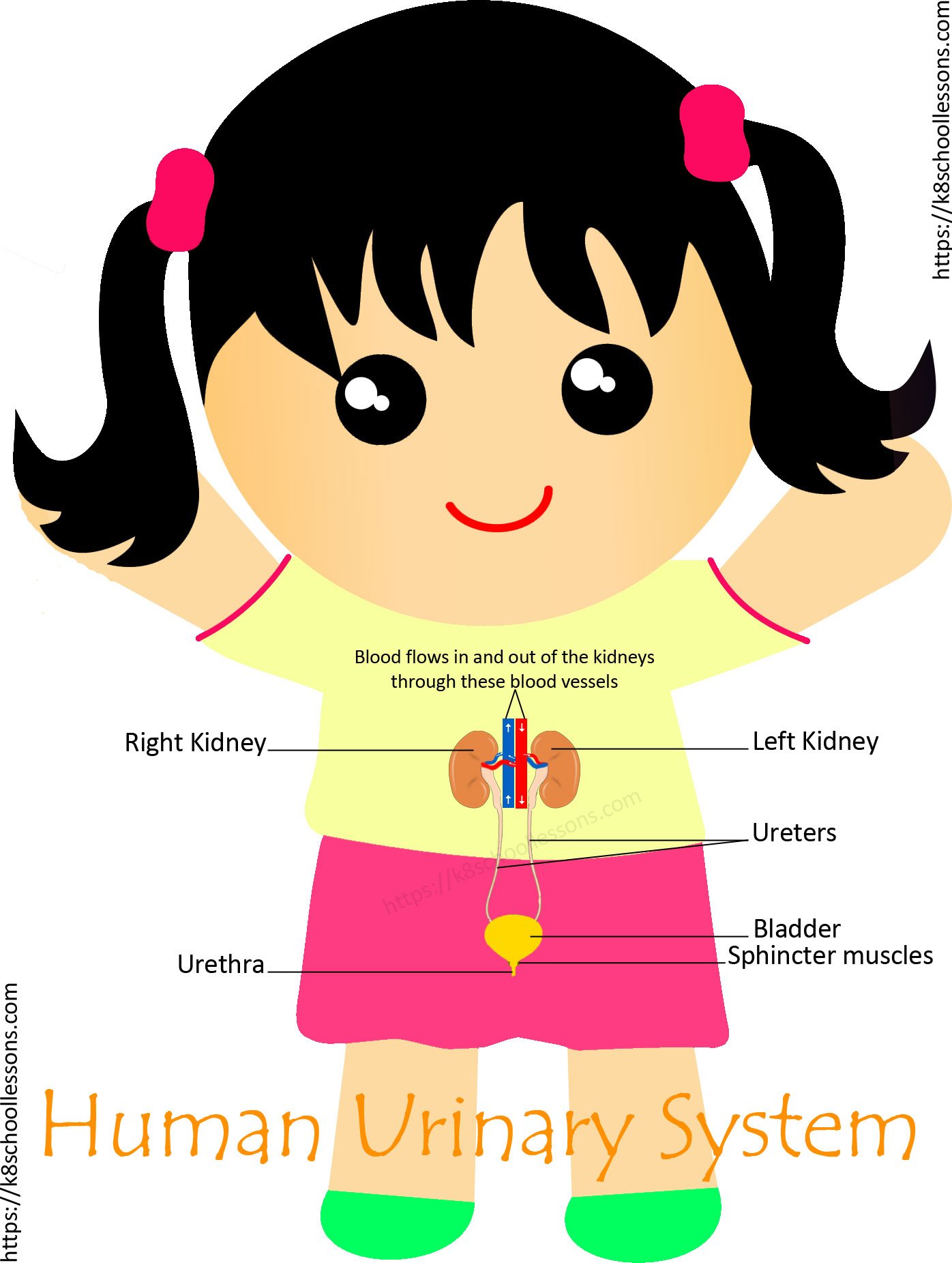Urinary System Diagram For Kids